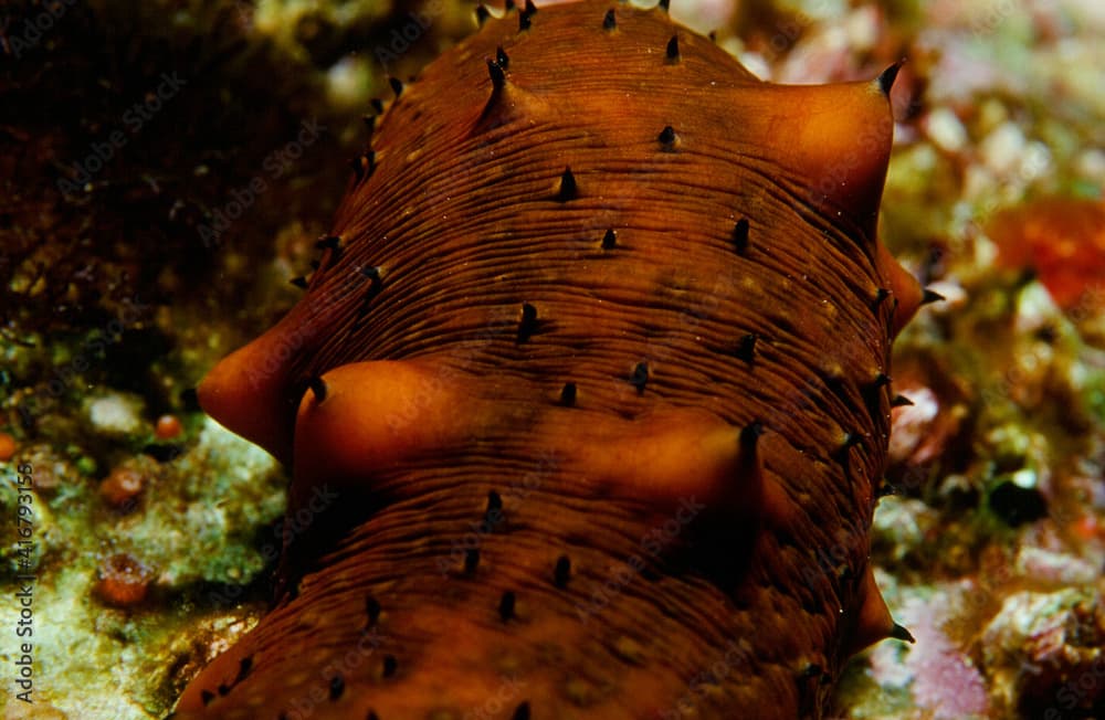 Spiny Sea Cucumber · Actinopyga crassa · Reeflings Library