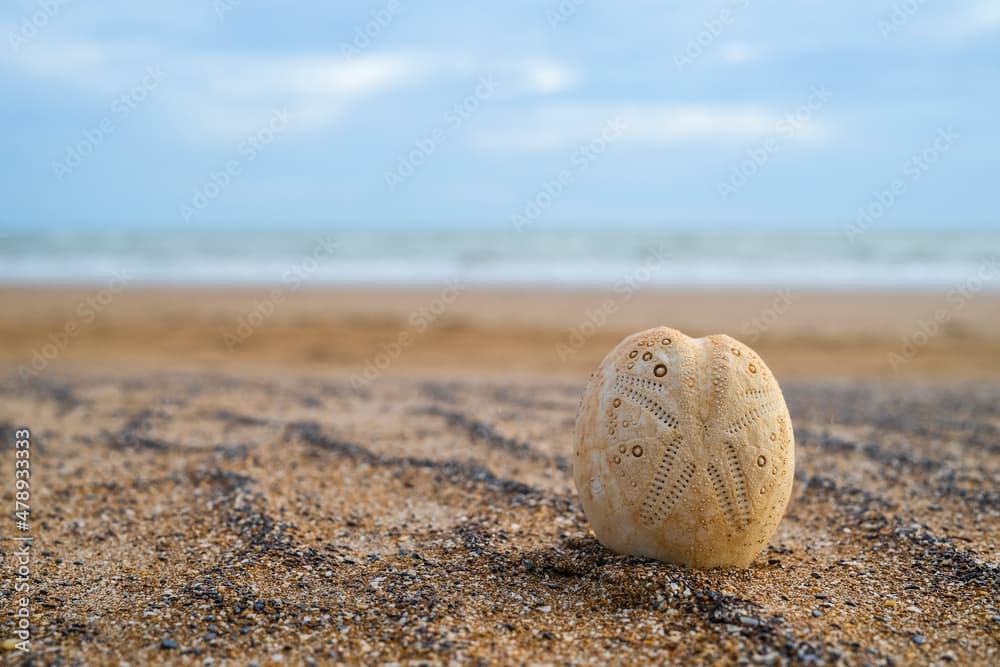 sea-potato · Echinocardium cordatum · Reeflings Library