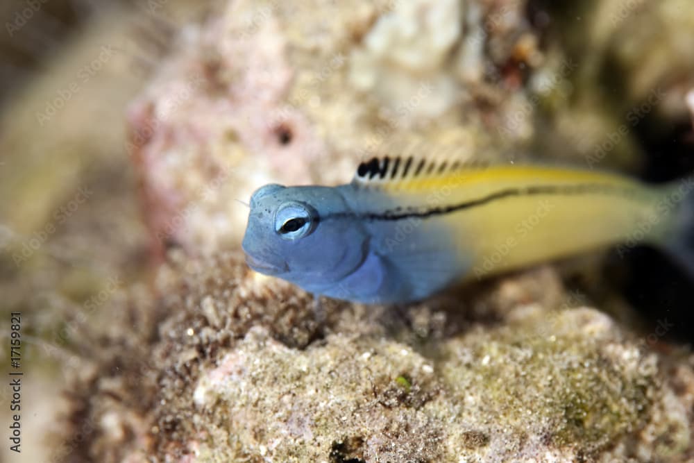 Mimic Blenny · Ecsenius pulcher · Reeflings Library