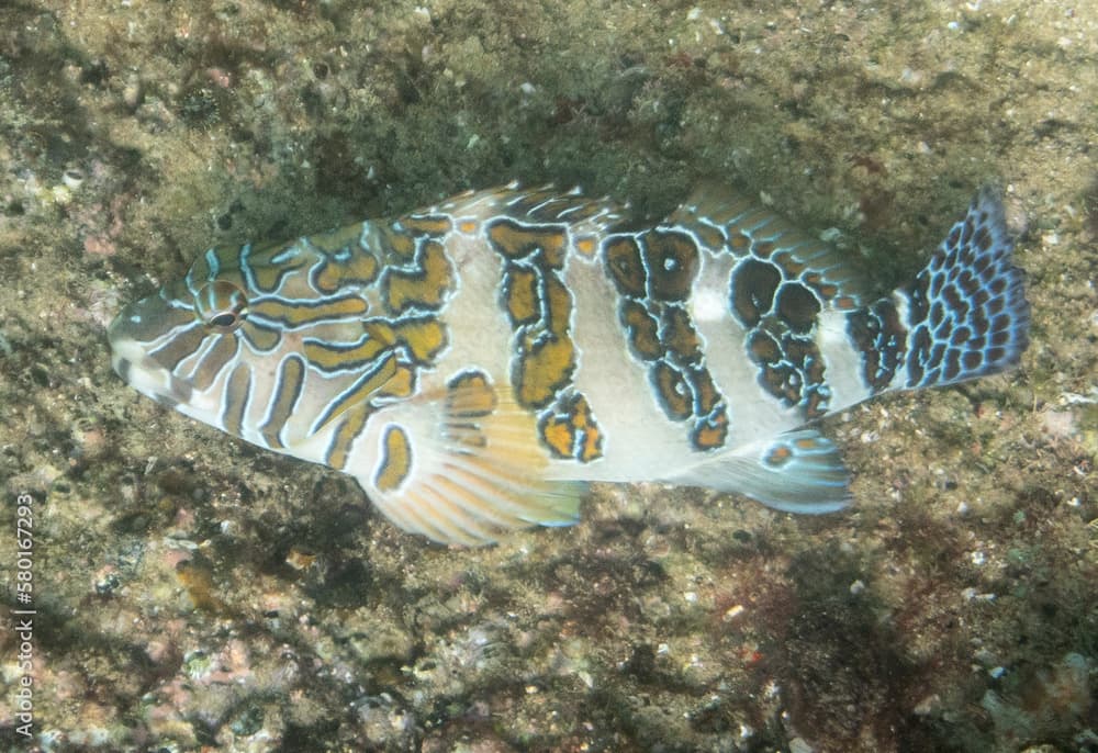 Giant hawkfish · Cirrhitus rivulatus · Reeflings Library