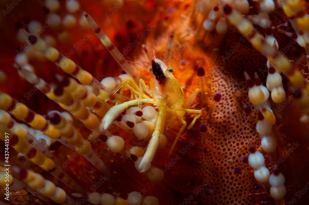 Urchin Banded Shrimp · Salmacis sphaeroides · Reeflings Library