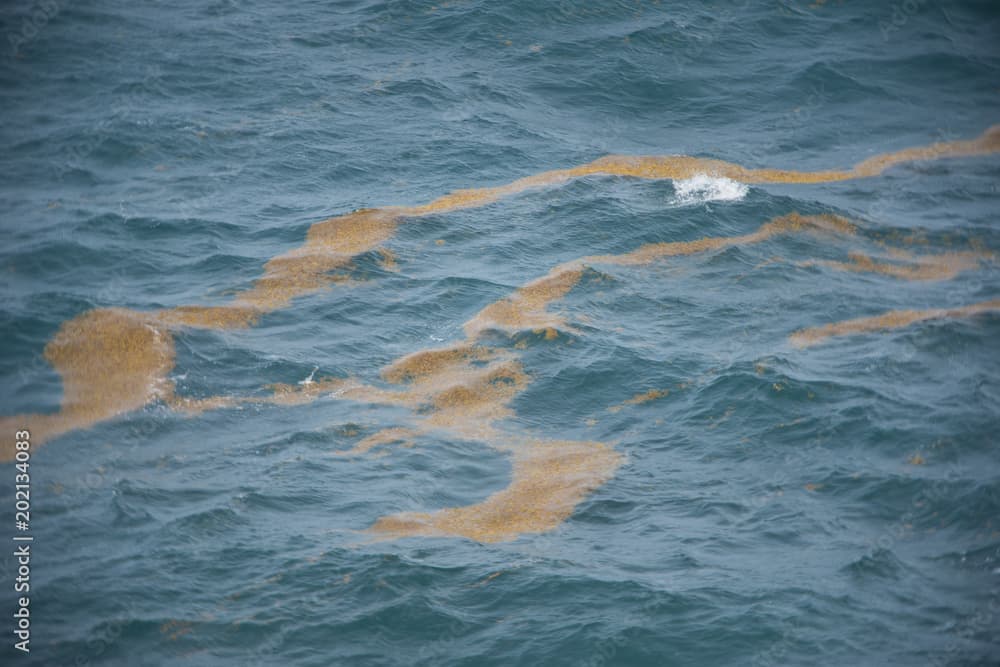 gulf weed · Sargassum natans · Reeflings Library