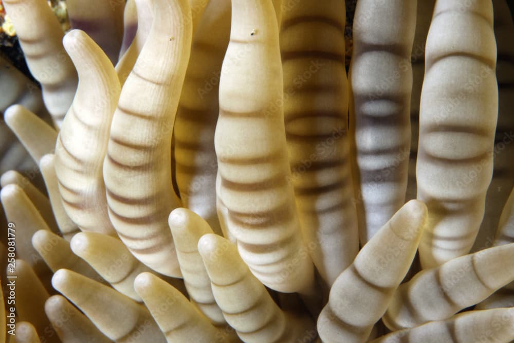 Beaded sea anemone · Heteractis aurora · Reeflings Library