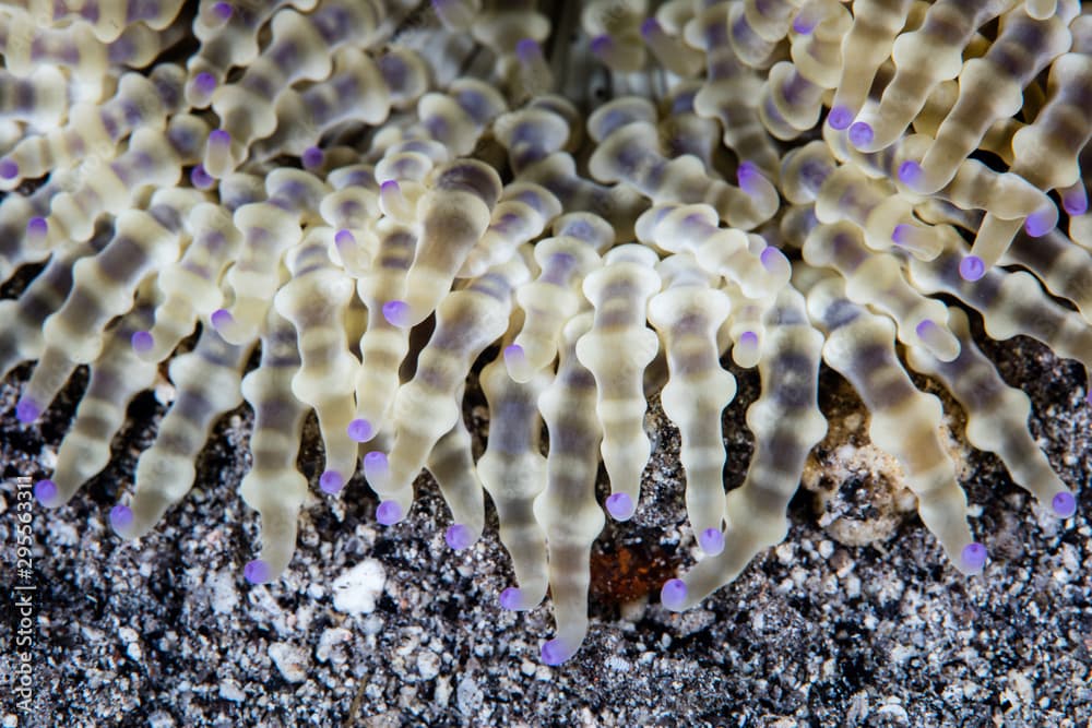 Beaded sea anemone · Heteractis aurora · Reeflings Library