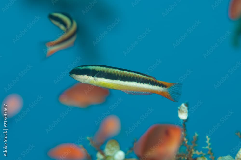 Convict Blenny · Pholidichthys anguis · Reeflings Library