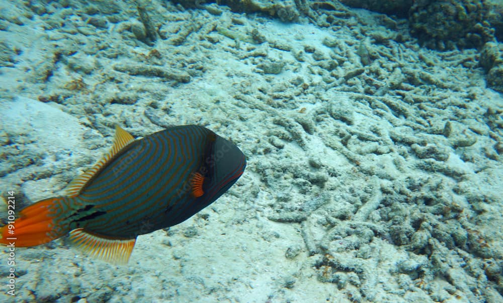 Triangle butterflyfish · Chaetodon triangulum · Reeflings Library