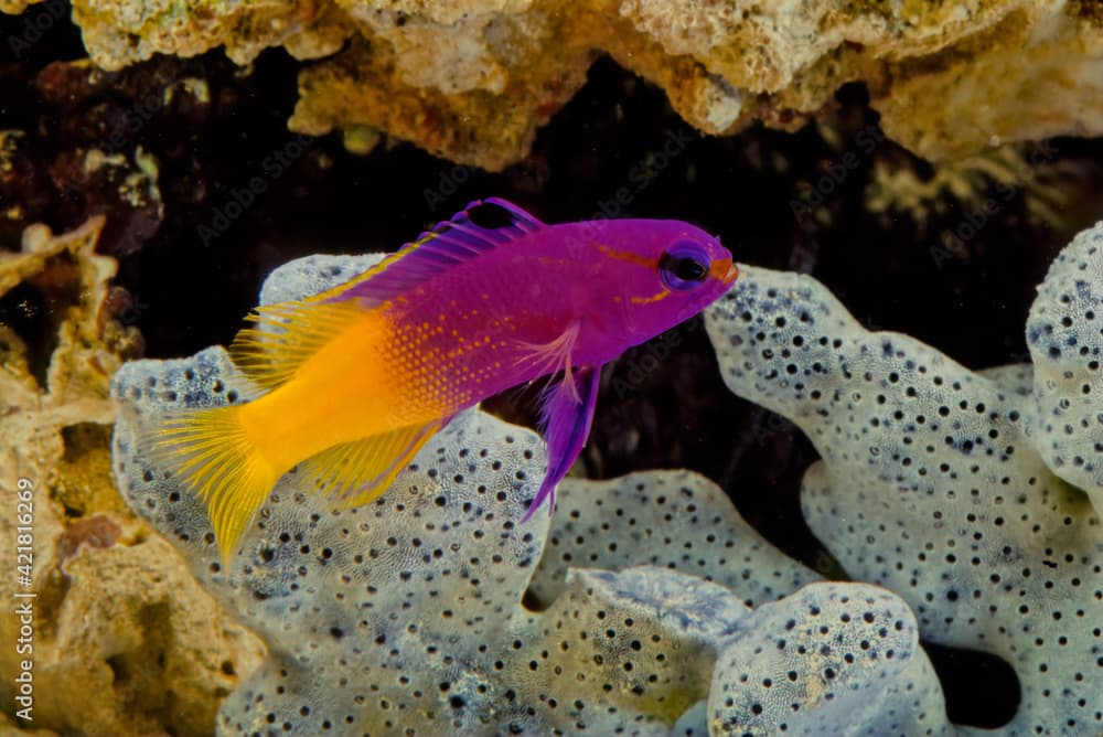 Yellow reef basslet · Liopropoma multilineatum · Reeflings Library