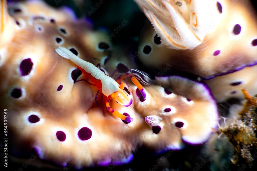 emperor shrimp · Periclimenes imperator · Reeflings Library