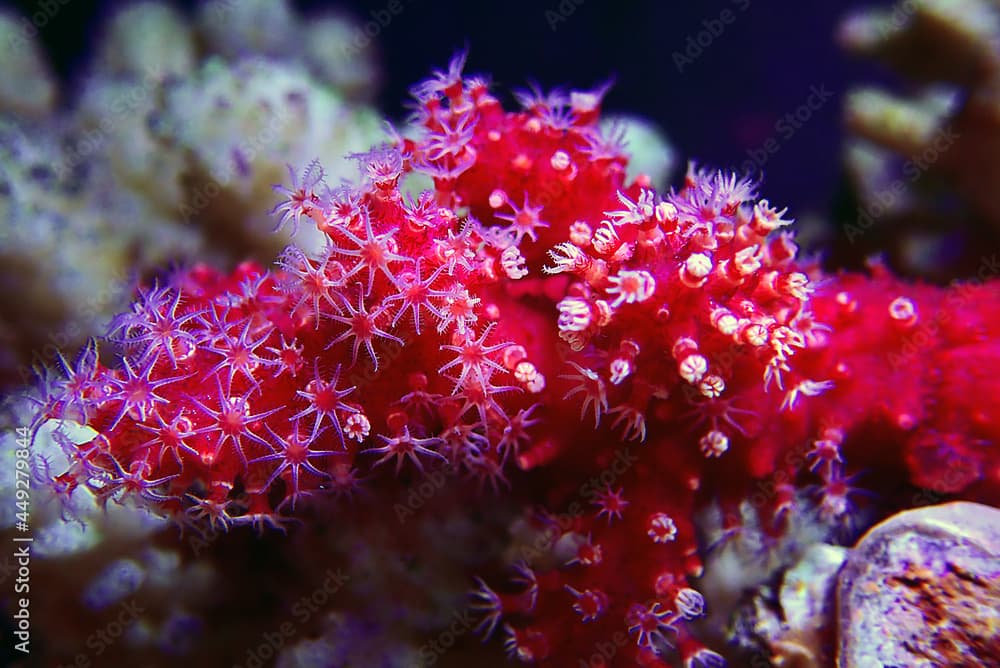 Dead Man's Fingers · Alcyonium palmatum · Reeflings Library
