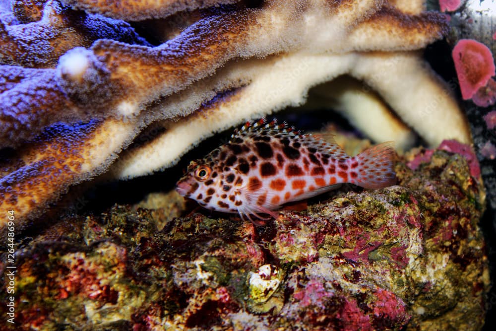 Coral hawkfish · Cirrhitichthys oxycephalus · Reeflings Library