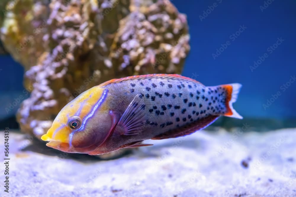 red wrasse · Coris formosa · Reeflings Library