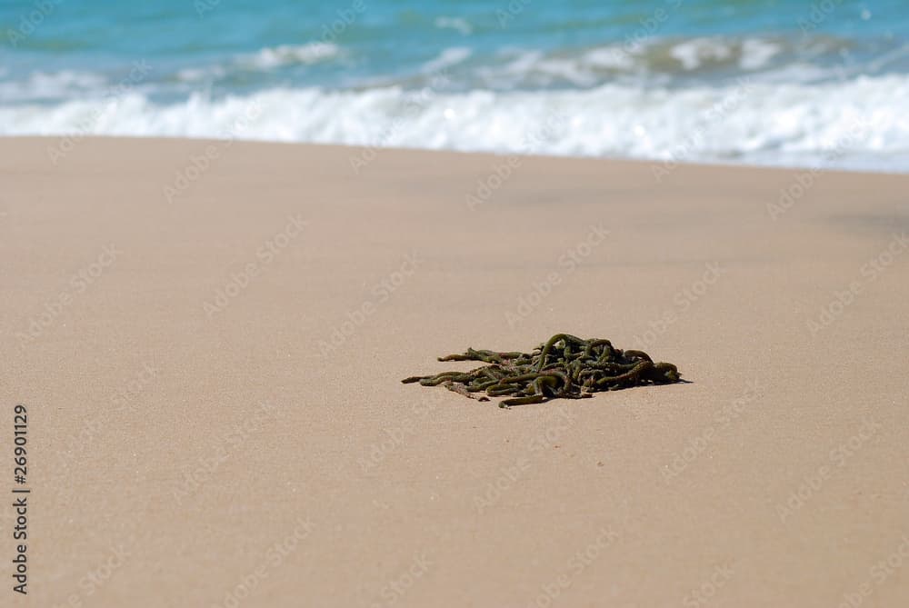 Green Fleece Algae · Codium decorticatum · Reeflings Library