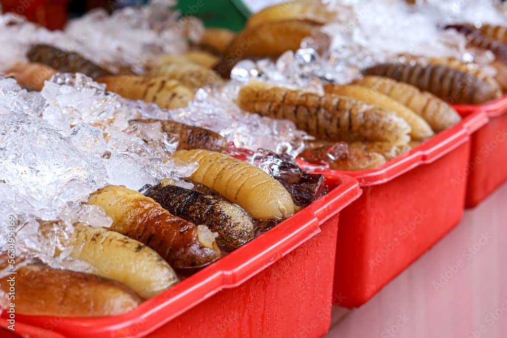 New zealand sea cucumber · Australostichopus mollis · Reeflings Library