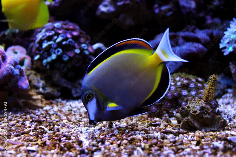 Japan surgeonfish · Acanthurus japonicus · Reeflings Library