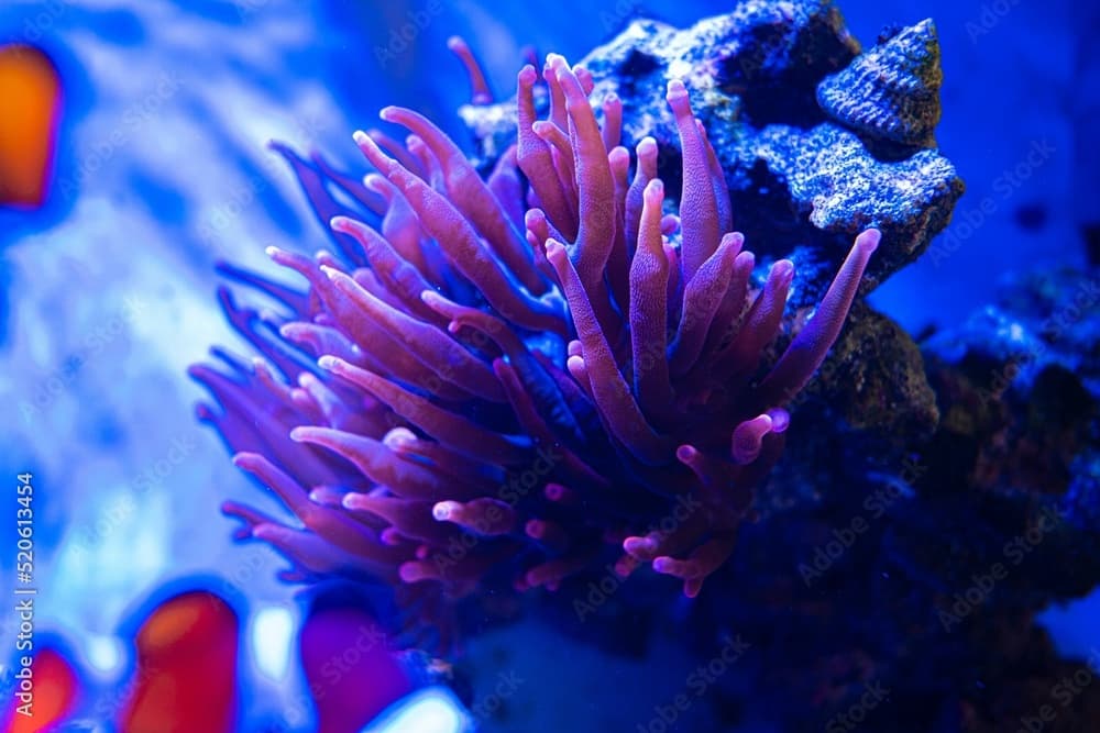 Beadlet anemone · Actinia equina · Reeflings Library