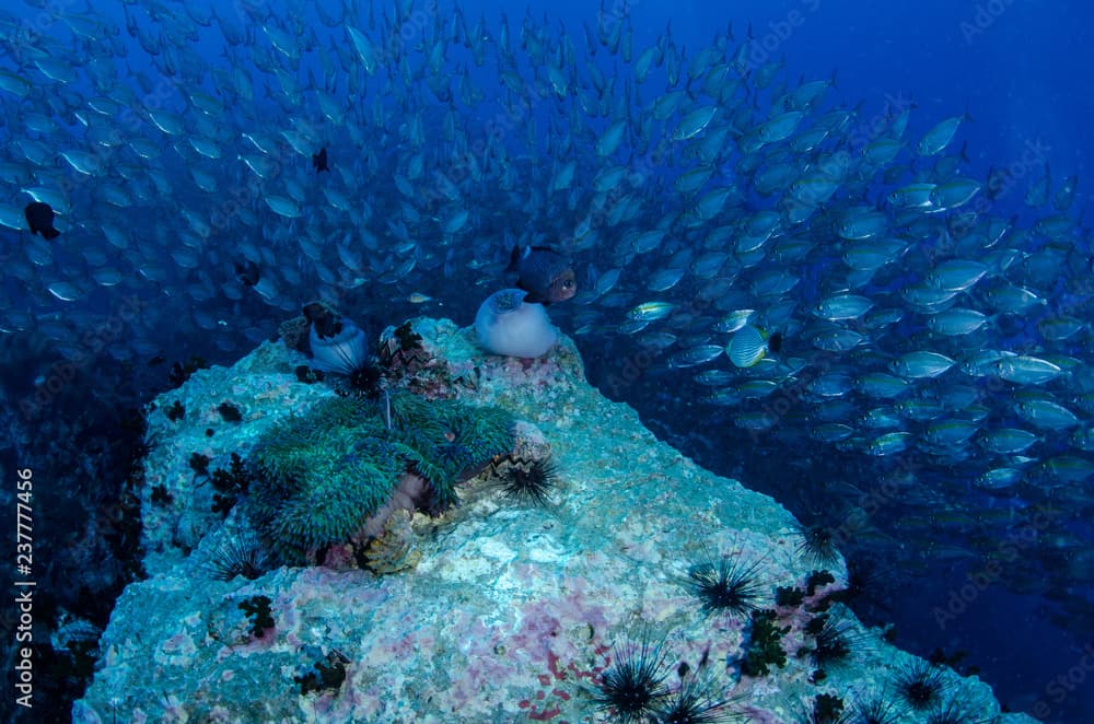 yellowback fusilier · Caesio xanthonota · Reeflings Library