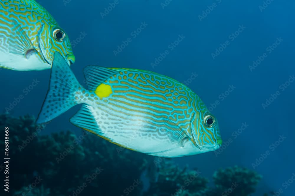 Golden-lined spinefoot · Siganus lineatus · Reeflings Library