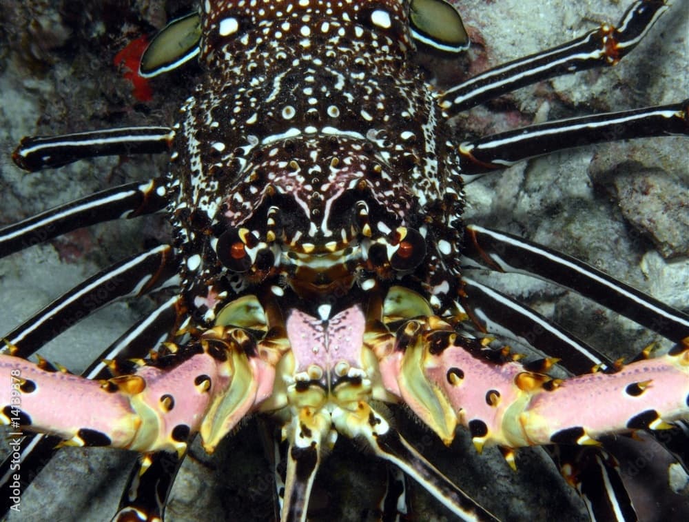 pronghorn spiny lobster · Panulirus penicillatus · Reeflings Library