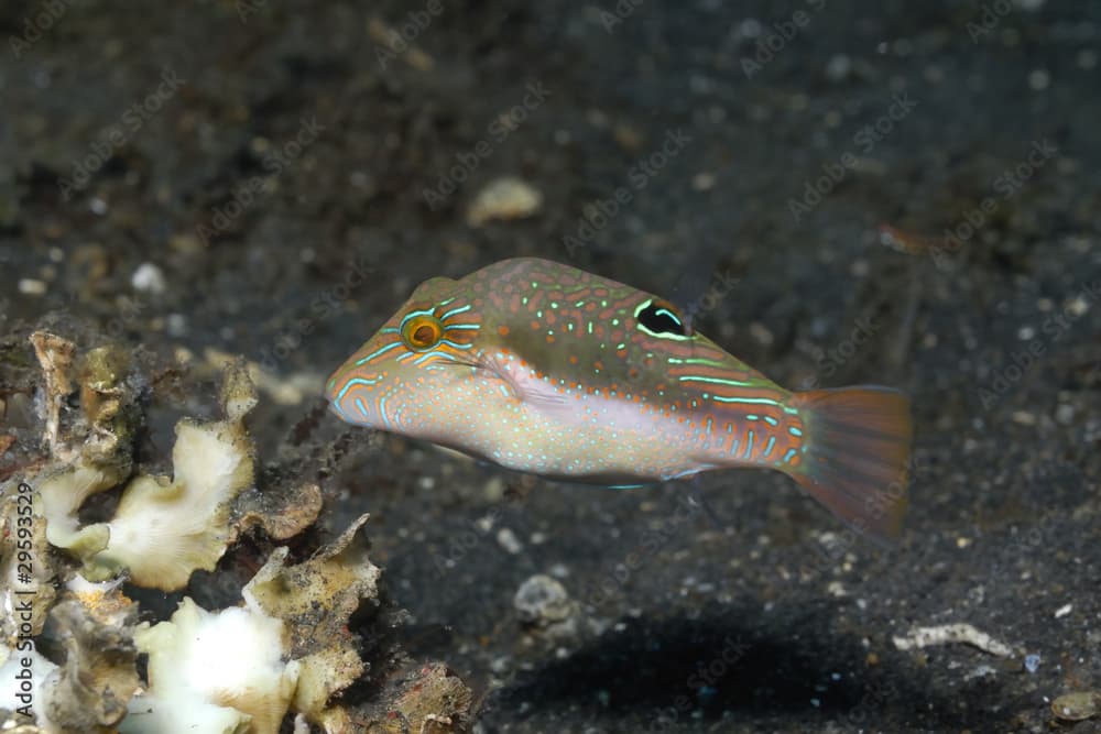 Compressed toby · Canthigaster compressa · Reeflings Library