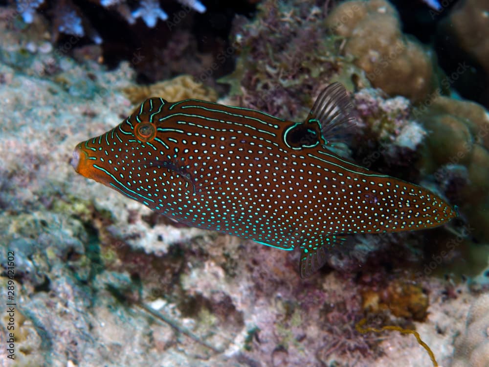 Compressed toby · Canthigaster compressa · Reeflings Library
