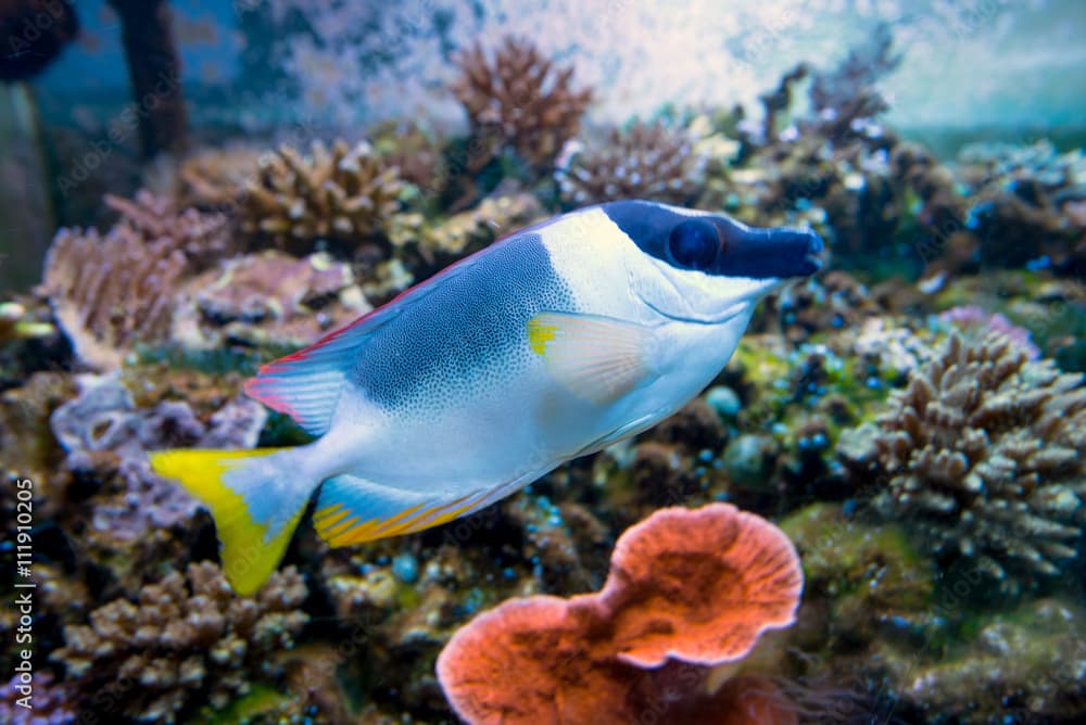 Magnificent rabbitfish · Siganus magnificus · Reeflings Library