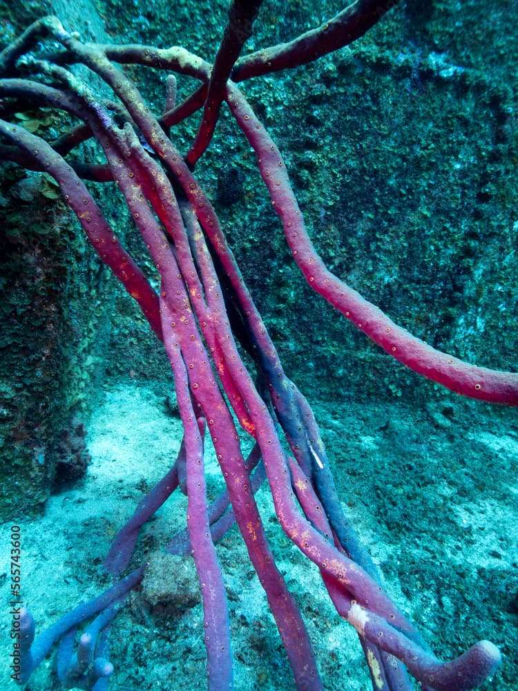 row pore rope sponge · Aplysina cauliformis · Reeflings Library