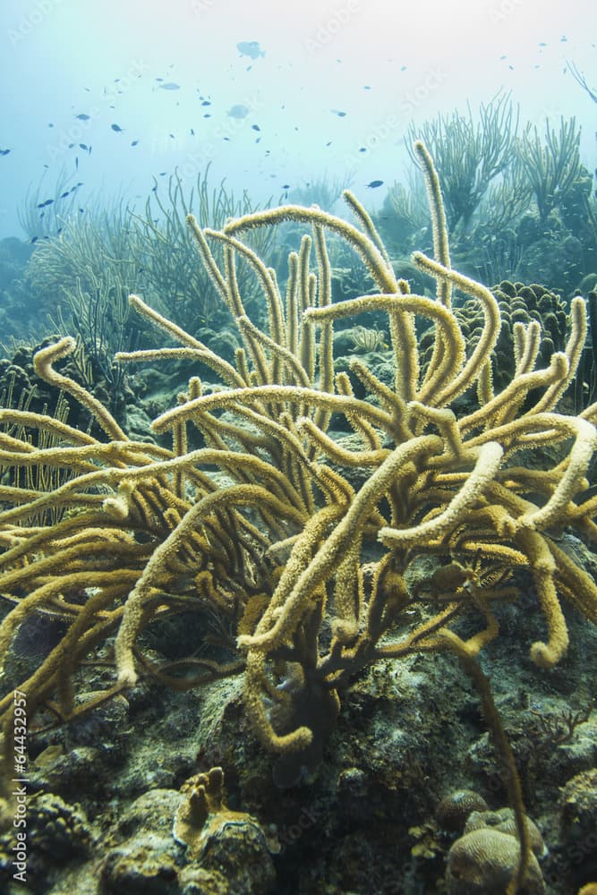row pore rope sponge · Aplysina cauliformis · Reeflings Library