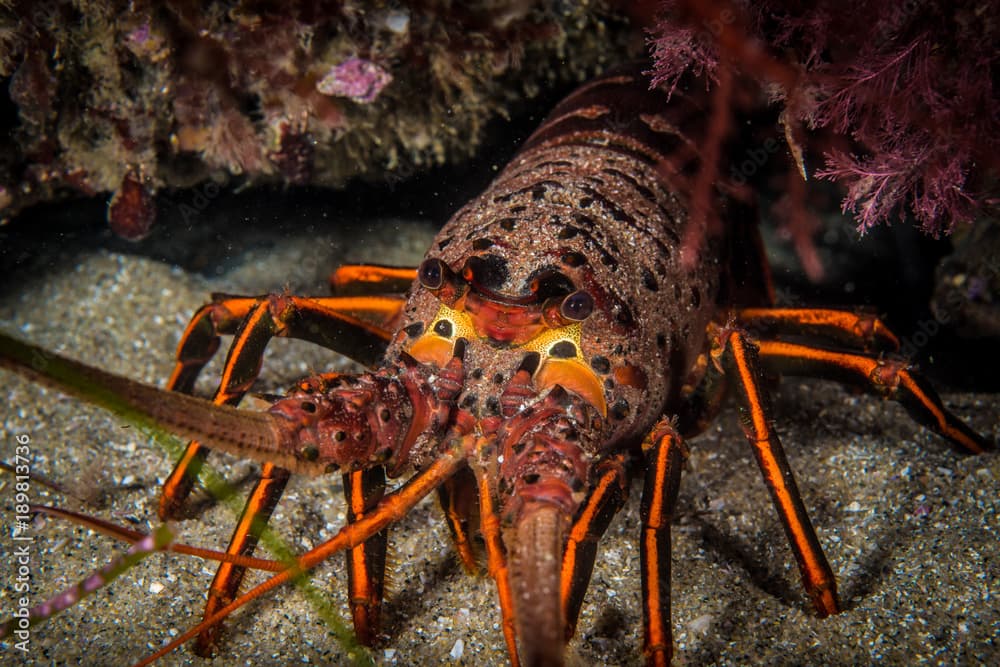 California spiny lobster · Panulirus interruptus · Reeflings Library