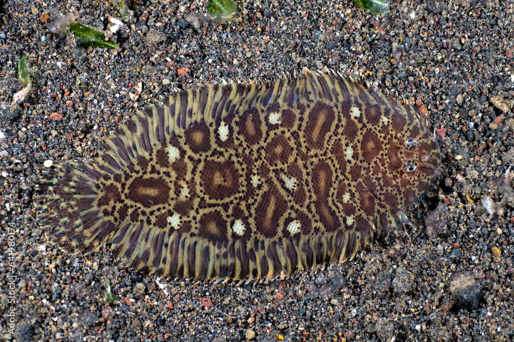 Carpet sole · Liachirus melanospilos · Reeflings Library