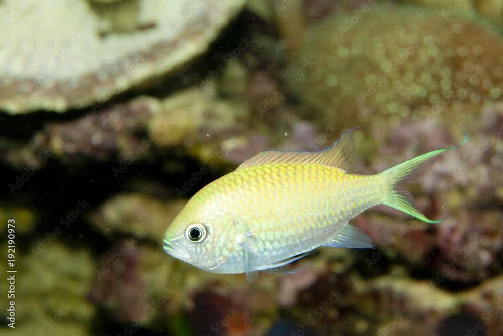Blue Green Reef Chromis · Chromis bami · Reeflings Library