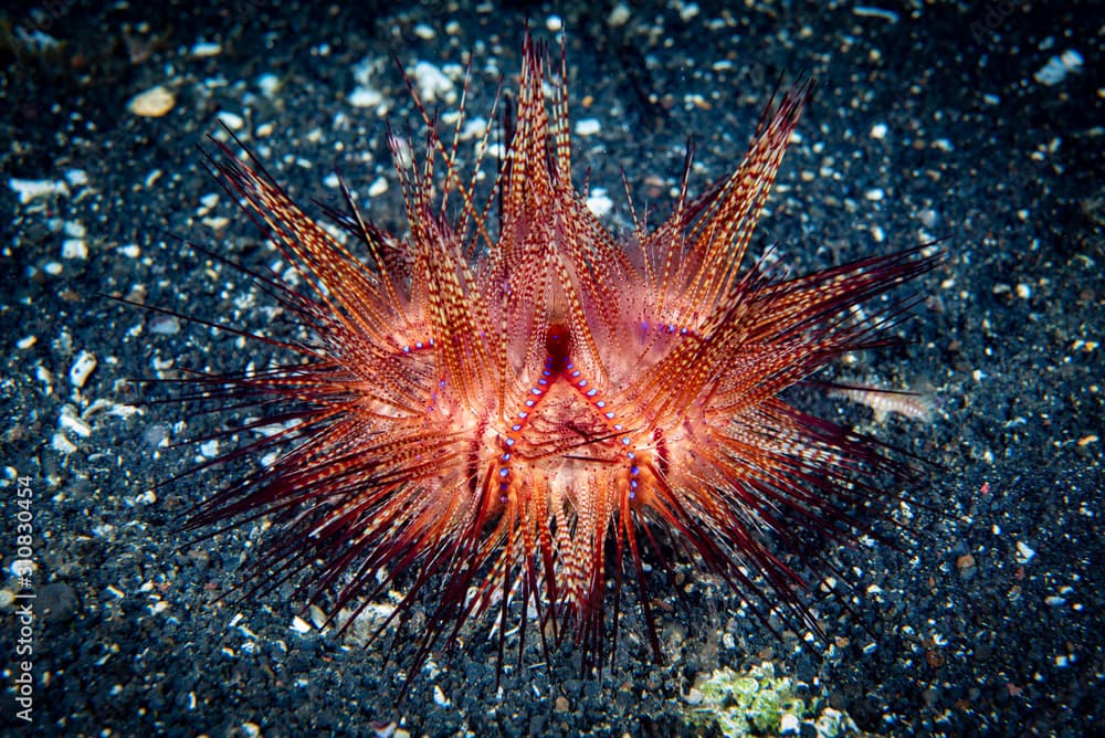 Blue-spotted urchin · Astropyga radiata · Reeflings Library