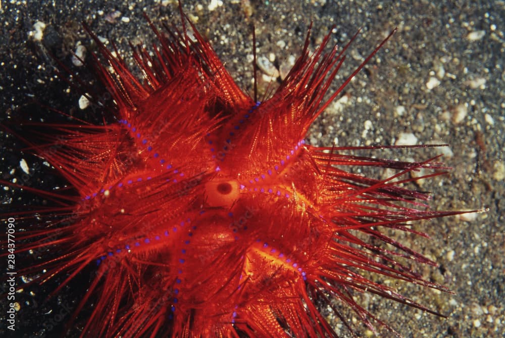 Blue-spotted urchin · Astropyga radiata · Reeflings Library