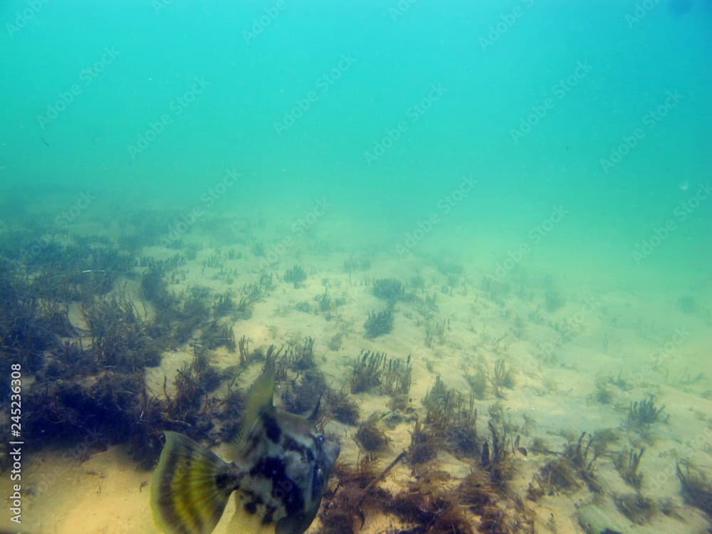 Fantail filefish · Pervagor spilosoma · Reeflings Library