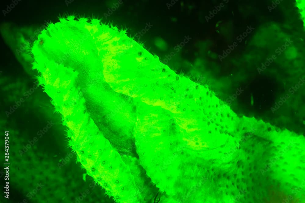Bracket coral · Podabacia crustacea · Reeflings Library