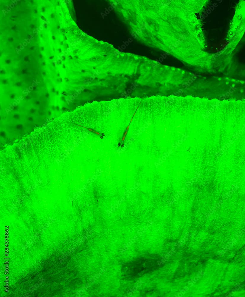 Bracket coral · Podabacia crustacea · Reeflings Library