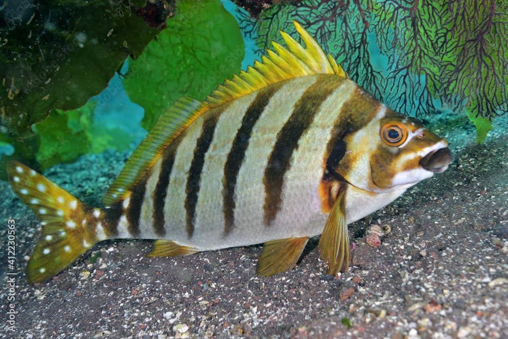 White-spot-tail morwong · Cheilodactylus zonatus · Reeflings Library