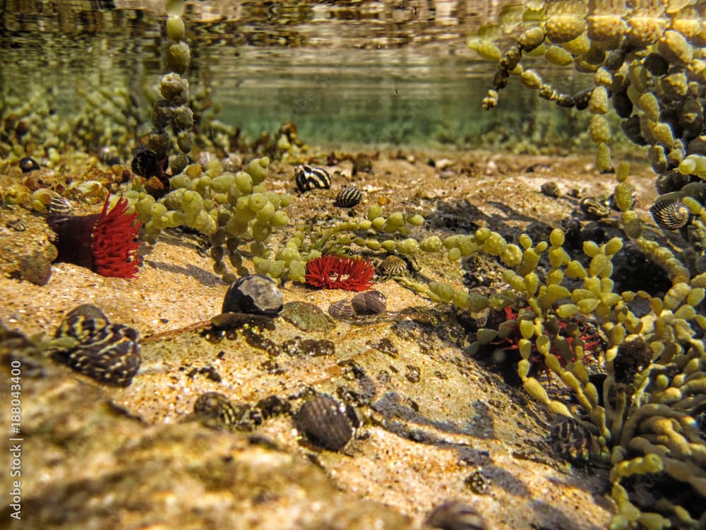 Waratah anemone · Actinia tenebrosa · Reeflings Library