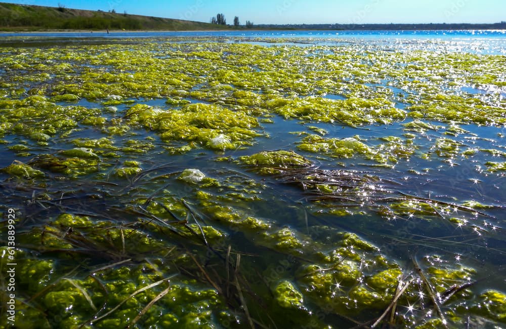 Gutweed · Ulva intestinalis · Reeflings Library