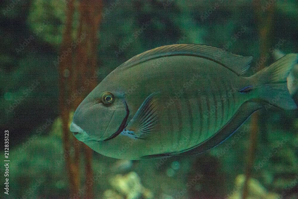 Streifen-Doktor · Acanthurus chirurgus · Reeflings Library