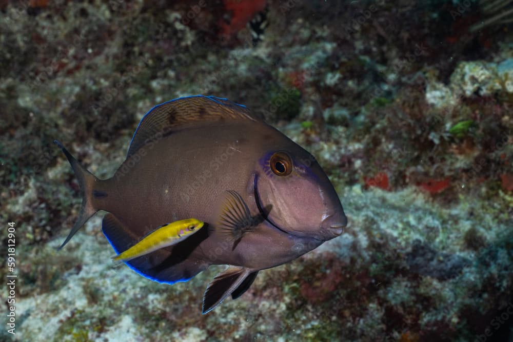 Streifen-Doktor · Acanthurus chirurgus · Reeflings Library