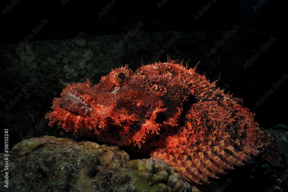 Tassled scorpionfish · Scorpaenopsis oxycephala · Reeflings Library