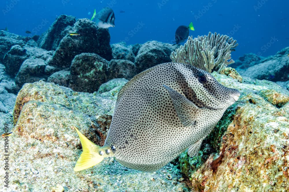 Blue-spotted spinefoot · Siganus corallinus · Reeflings Library
