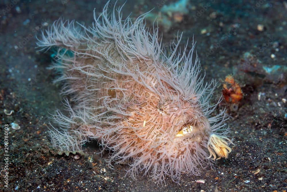 striated frogfish · Antennarius striatus · Reeflings Library