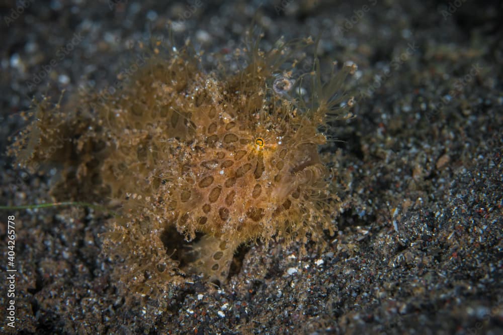 striated frogfish · Antennarius striatus · Reeflings Library