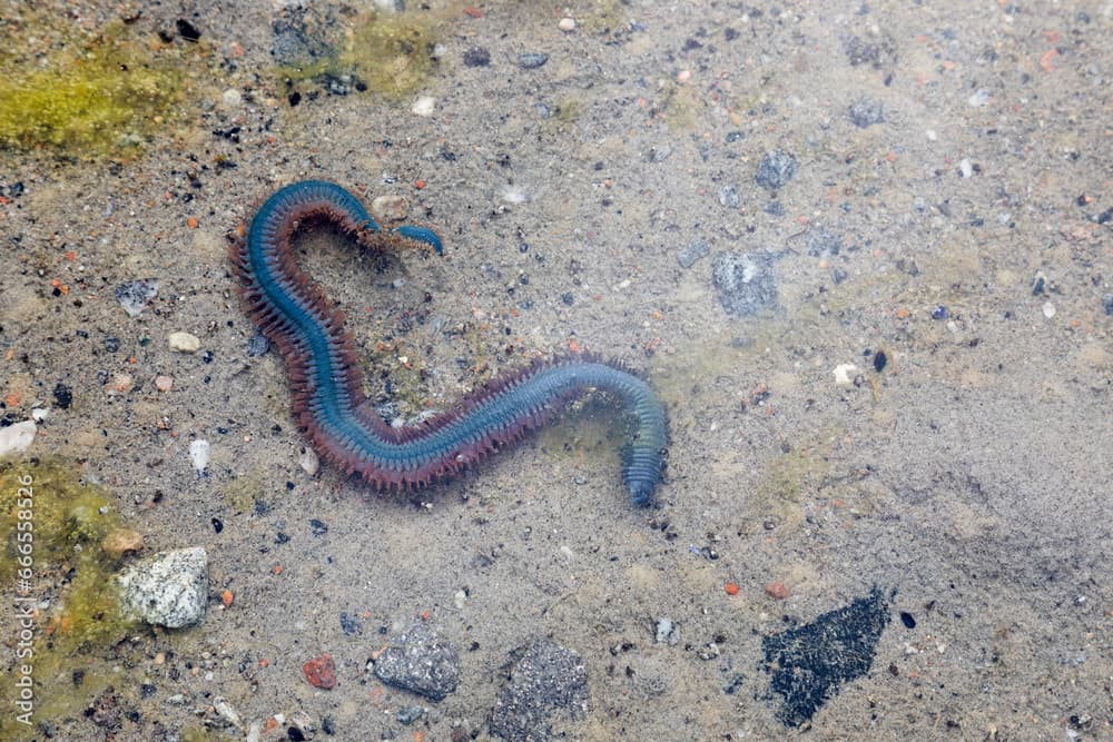 Clam Worm · Alitta virens · Reeflings Library