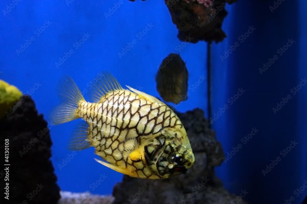 Australian pineapplefish · Cleidopus gloriamaris · Reeflings Library