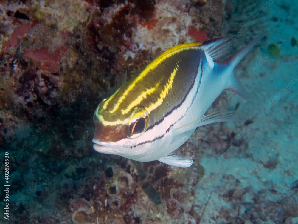 Two-line Monocle Bream · Taeniamia bilineata · Reeflings Library