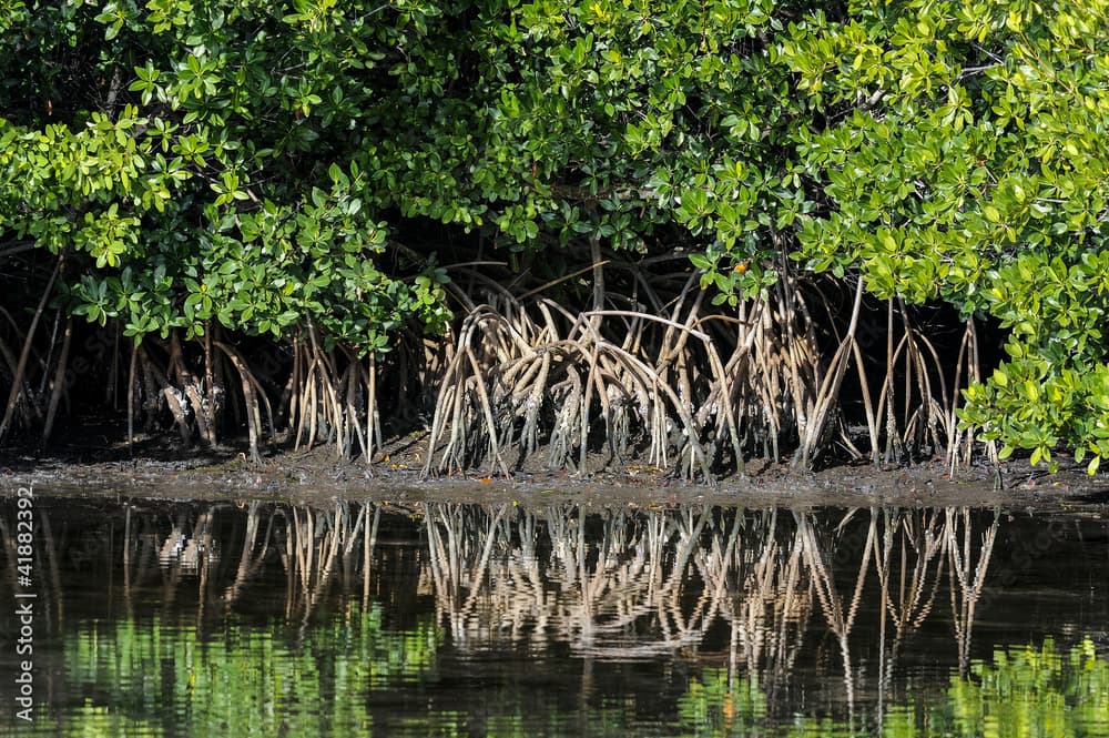 Red Mangrove · Tricleocarpa cylindrica · Reeflings Library