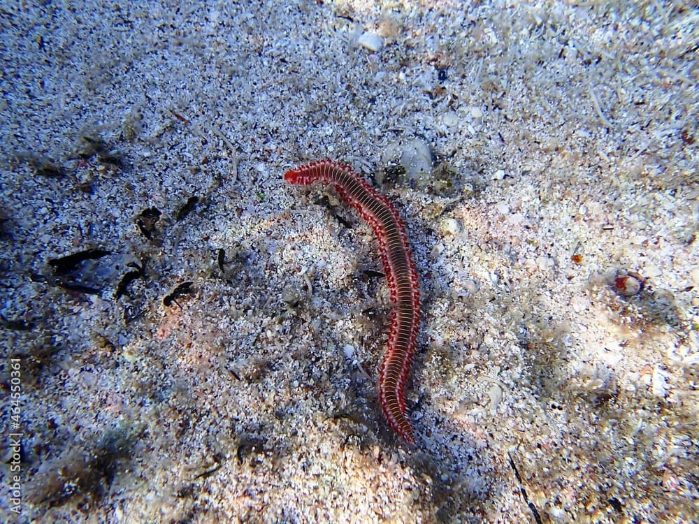 Bristle Worm · Phyllodoce lamelligera · Reeflings Library