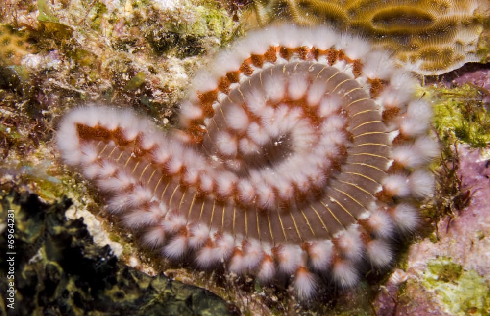 Bristle Worm · Phyllodoce lamelligera · Reeflings Library